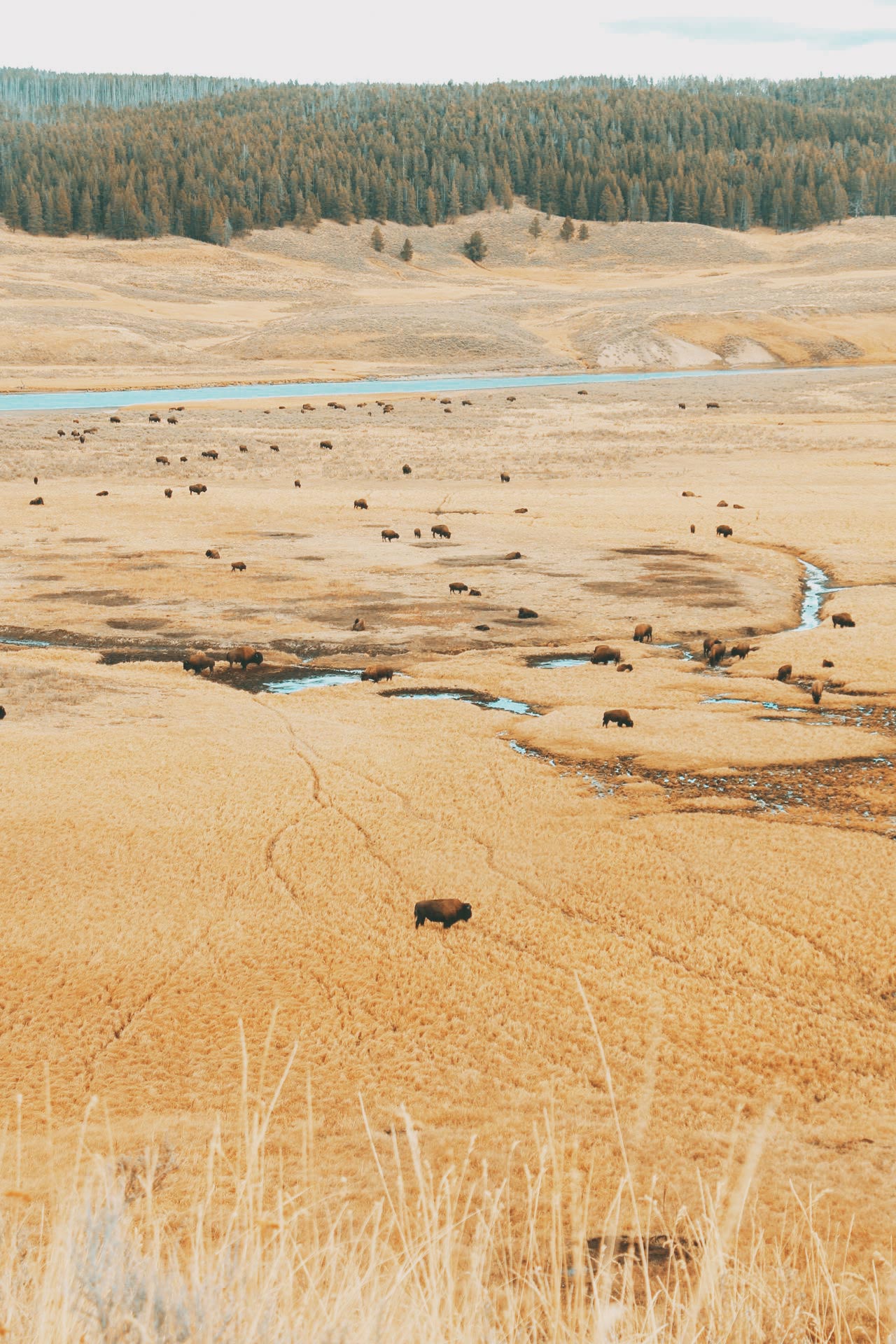 Wyoming National Park Guide: Everything to Know Before Visiting Grand ...