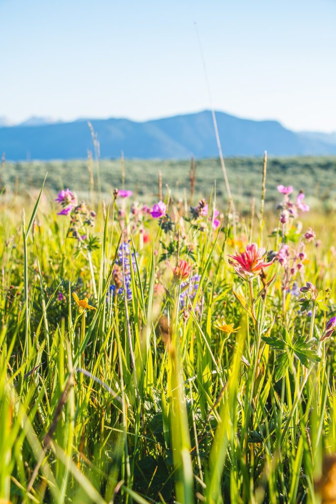 Wyoming National Park Guide: Everything to Know Before Visiting Grand ...