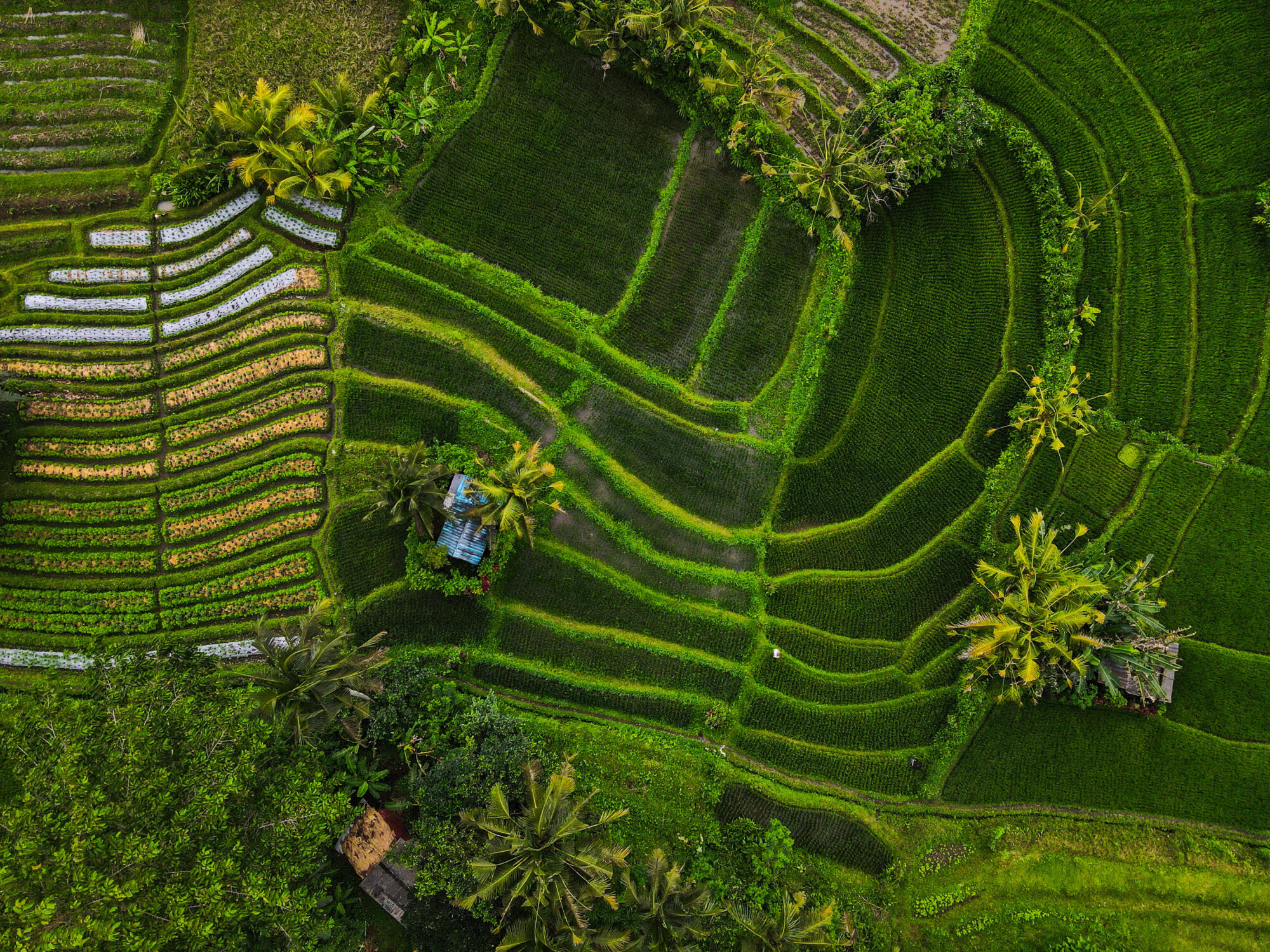 How Much Does Bali Cost to Visit (2024) - Shalee Wanders